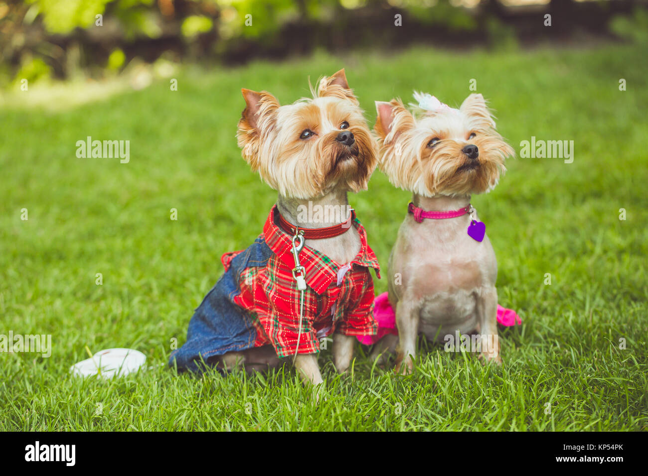 Two yorkshire terrier dogs Stock Photo - Alamy