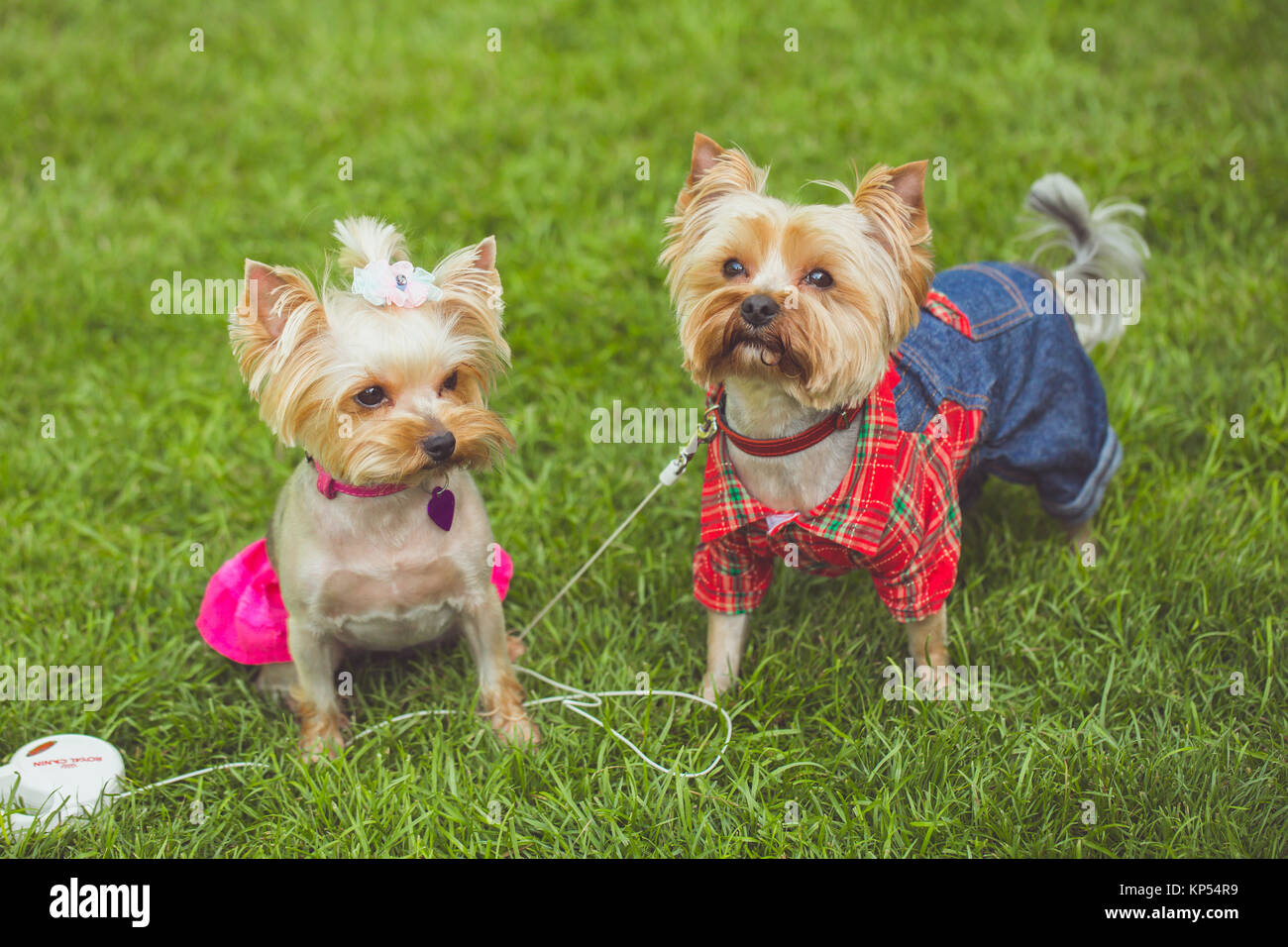 Two yorkshire terrier dogs Stock Photo - Alamy