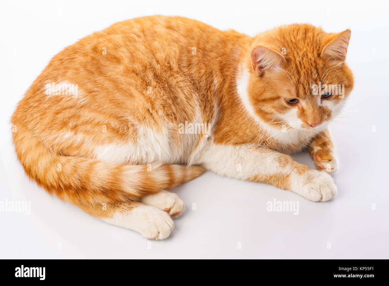 Red cat on white background Stock Photo - Alamy