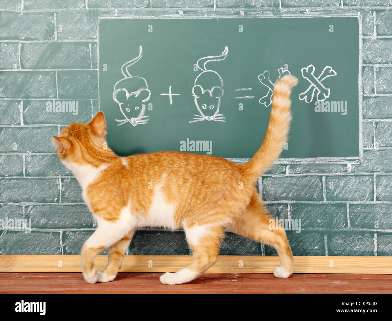 Education funny idea about red cat studying arithmetic Stock Photo - Alamy