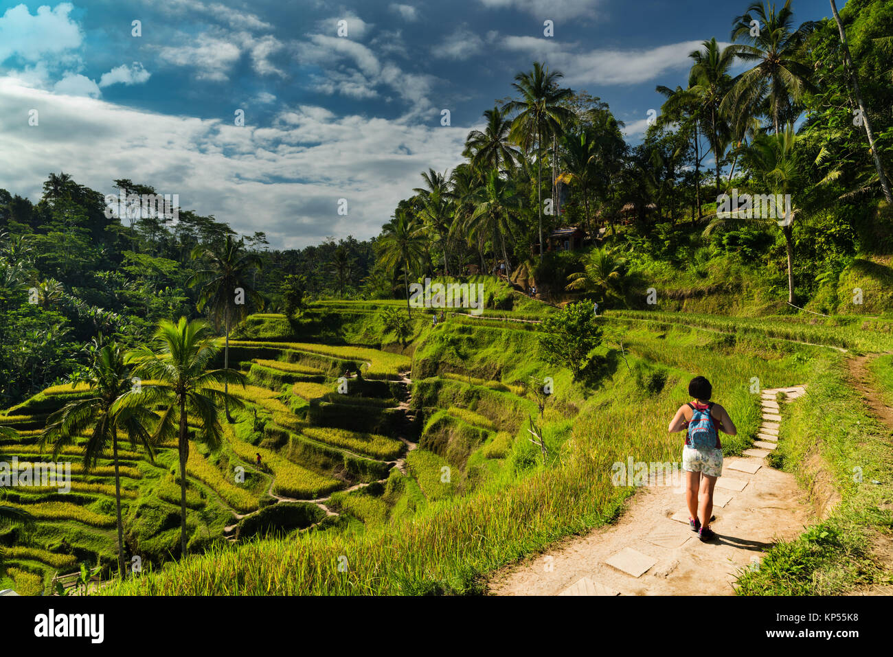 Tegallalang rice Terraces, Ubud, Bali, Indonesia Stock Photo - Alamy