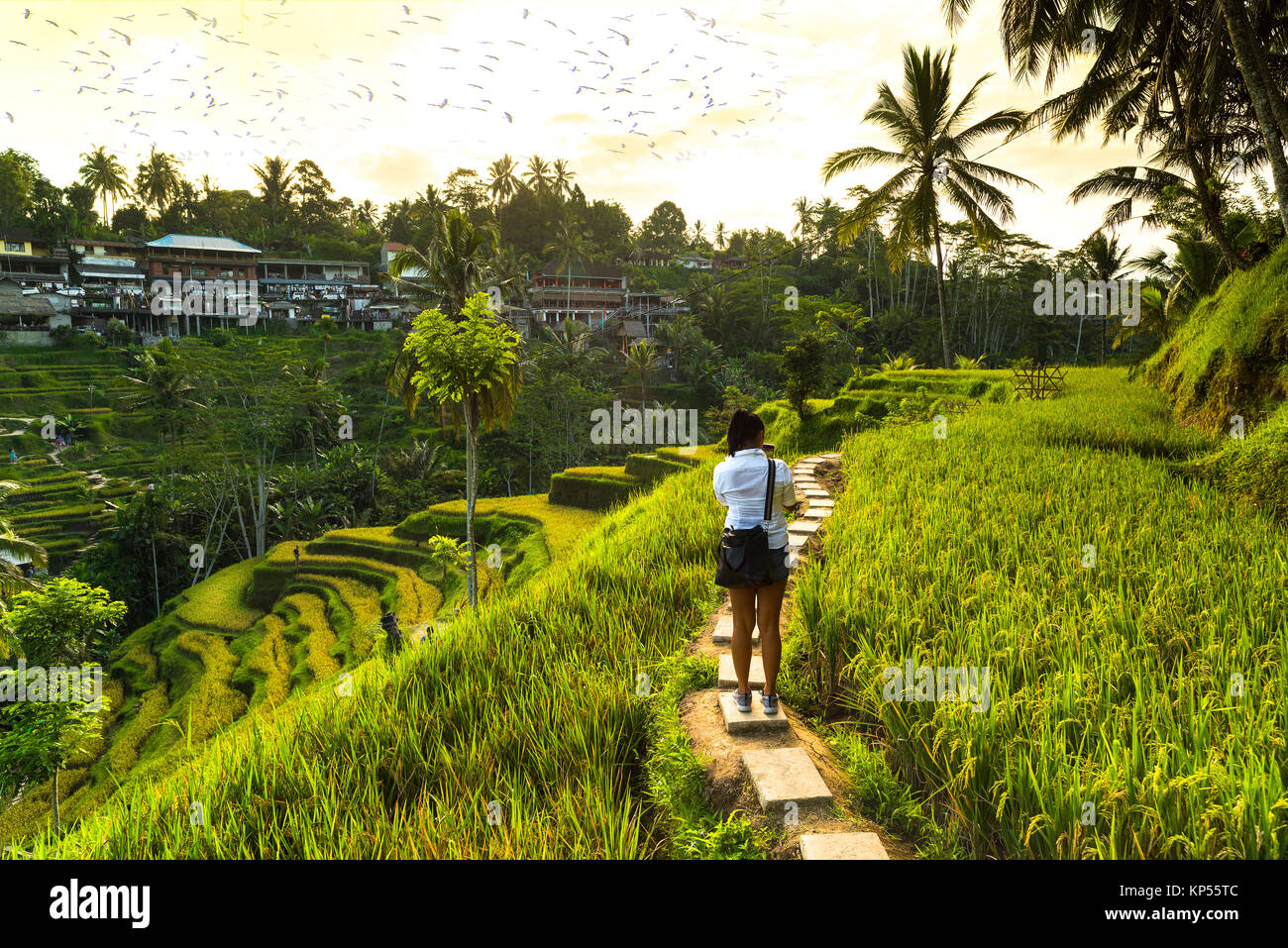 Tegallalang rice Terraces, Ubud, Bali, Indonesia Stock Photo - Alamy