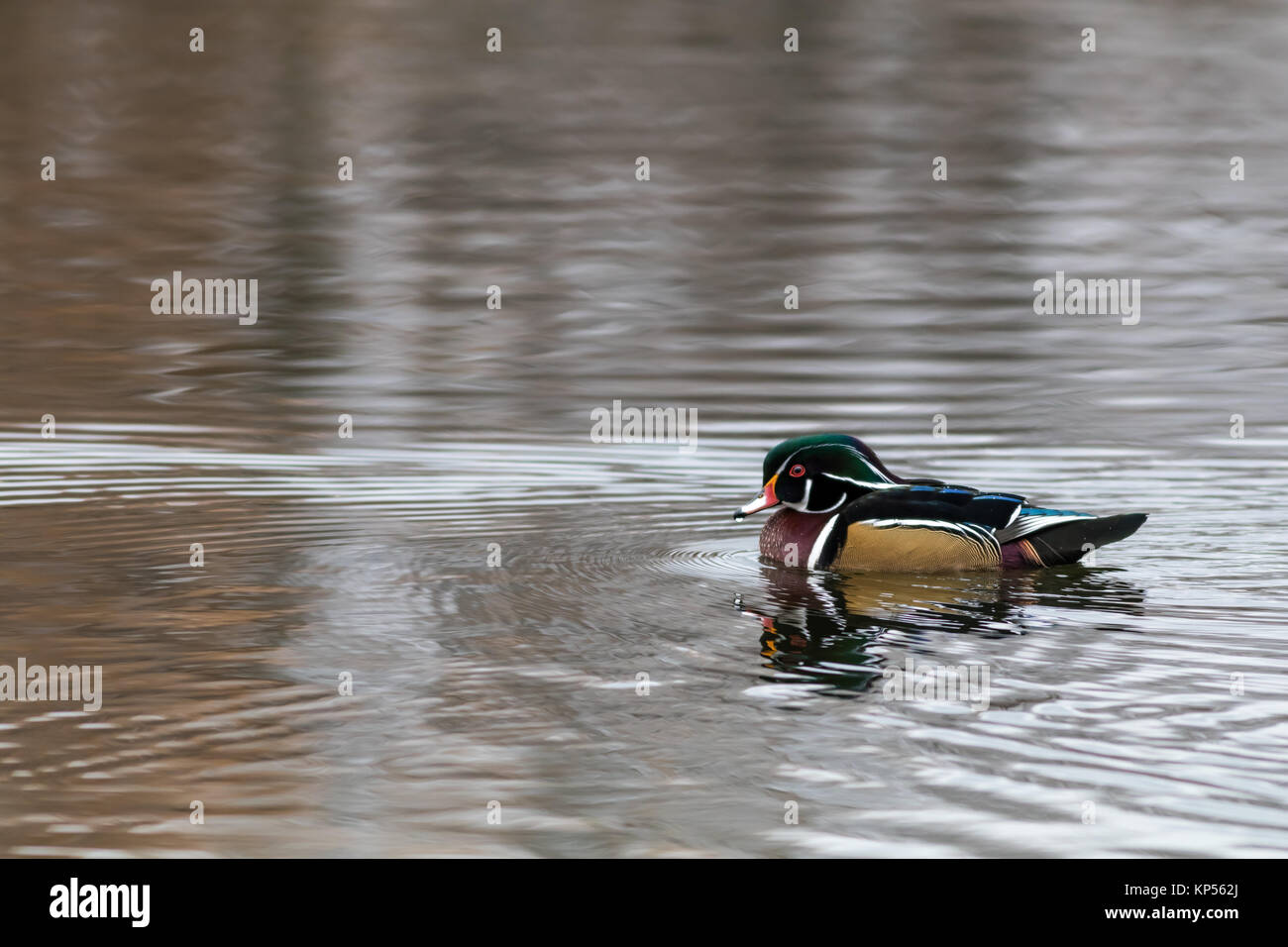 Wood Duck (Aix sponsa) male in beautiful reflective lake water on an ...