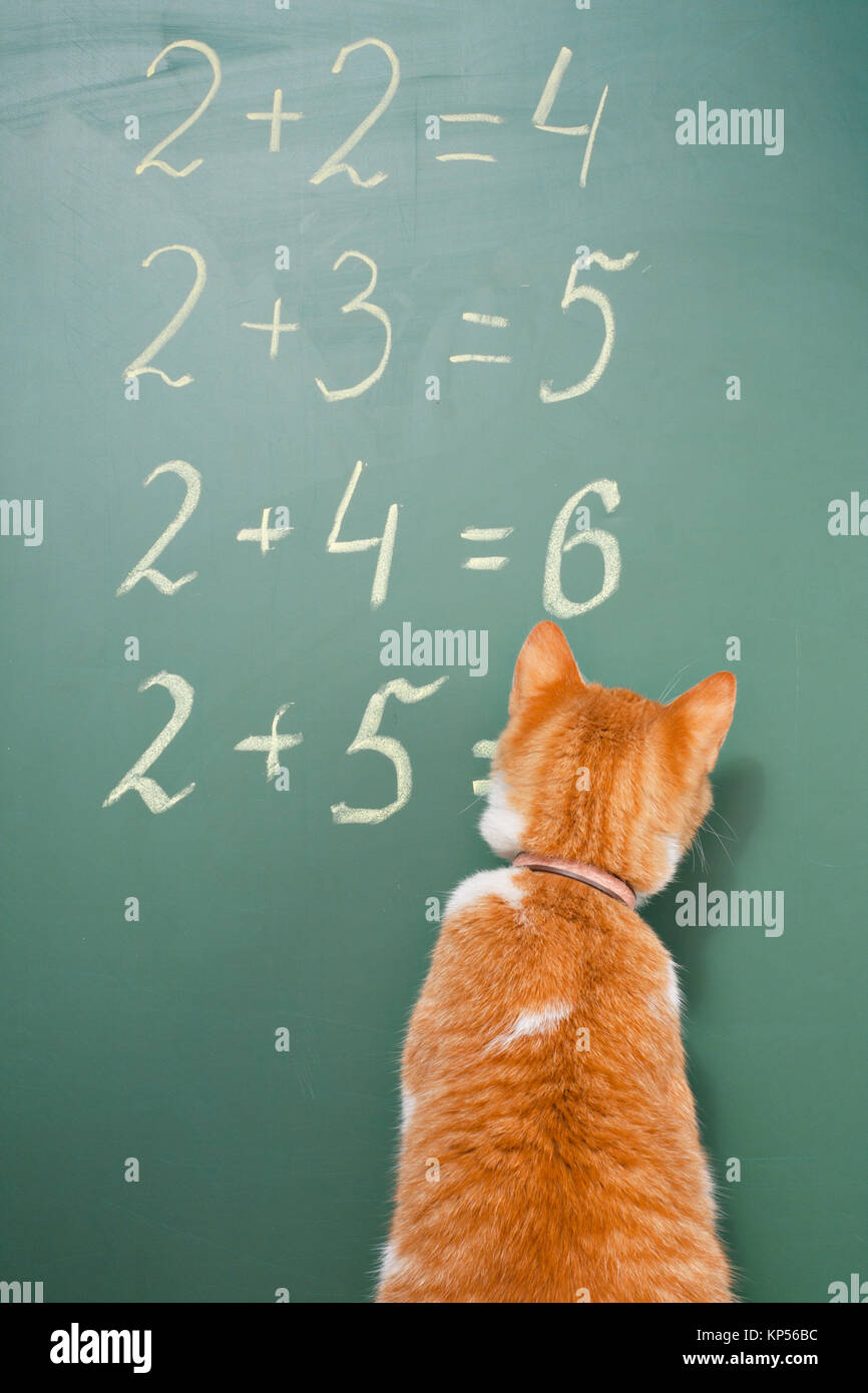 The red cat solving examples on mathematics Stock Photo - Alamy