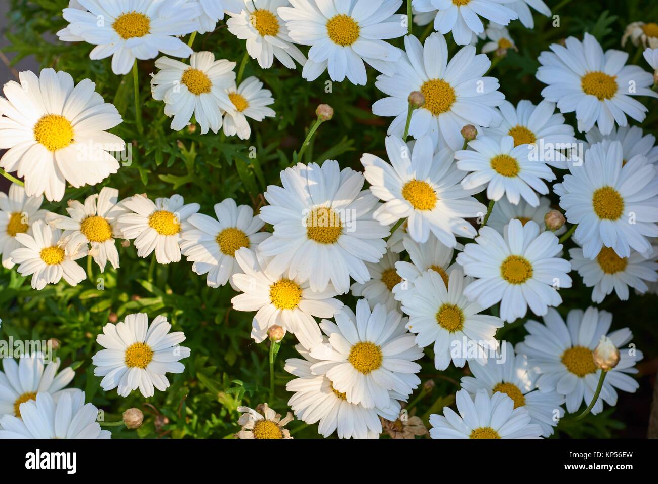 Shasta Daisy Leucanthemum Maximum High Resolution Stock Photography and ...