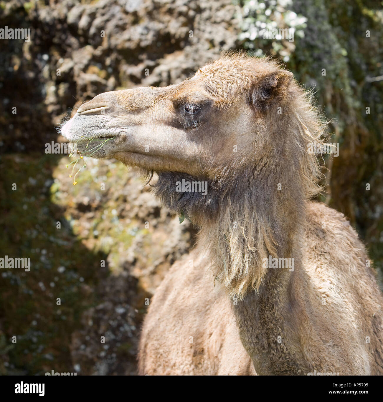 desert, wasteland, animal, mammal, brown, brownish, brunette, wild ...