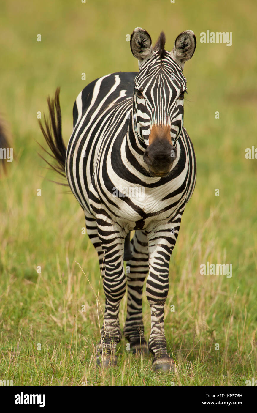mammal, national park, africa, kenya, savannah, horizontal, zebra ...