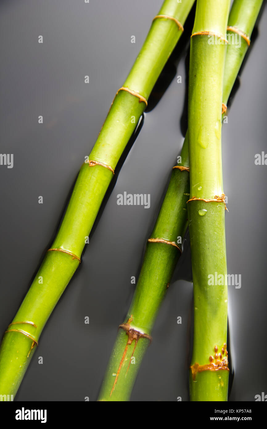 Bamboo with water Stock Photo - Alamy