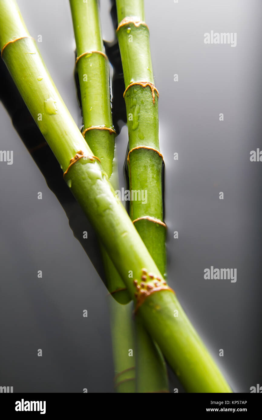 Bamboo dipped in water Stock Photo - Alamy