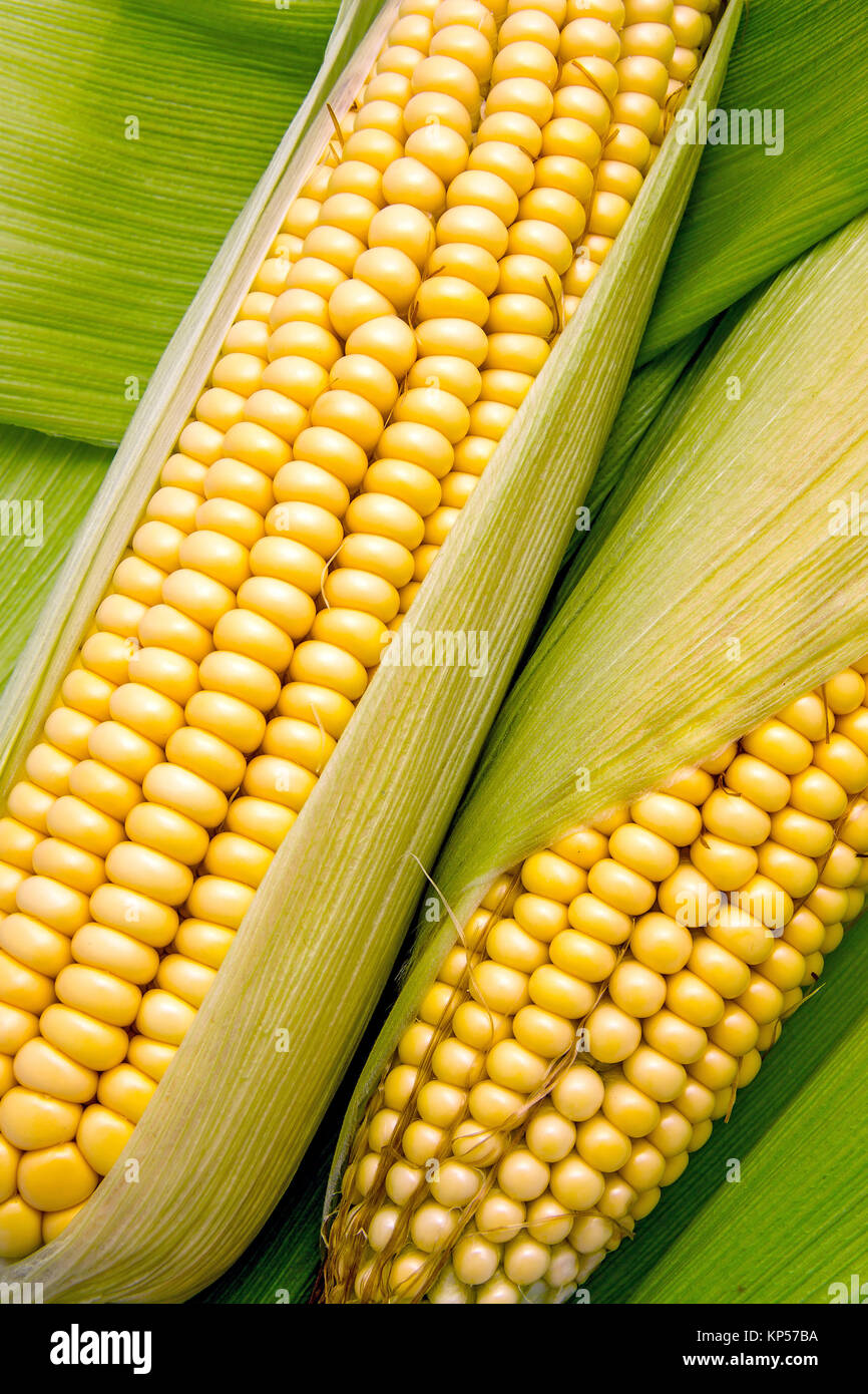 Corn and cob Stock Photo - Alamy