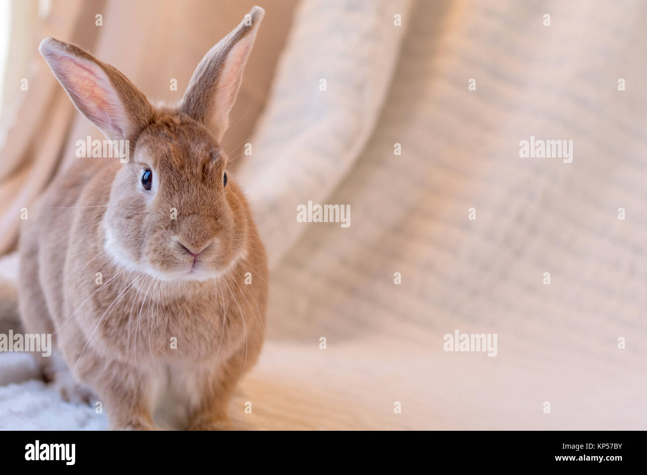 Beautiful tan and rufous domestic bunny rabbit surrounded by plush ...