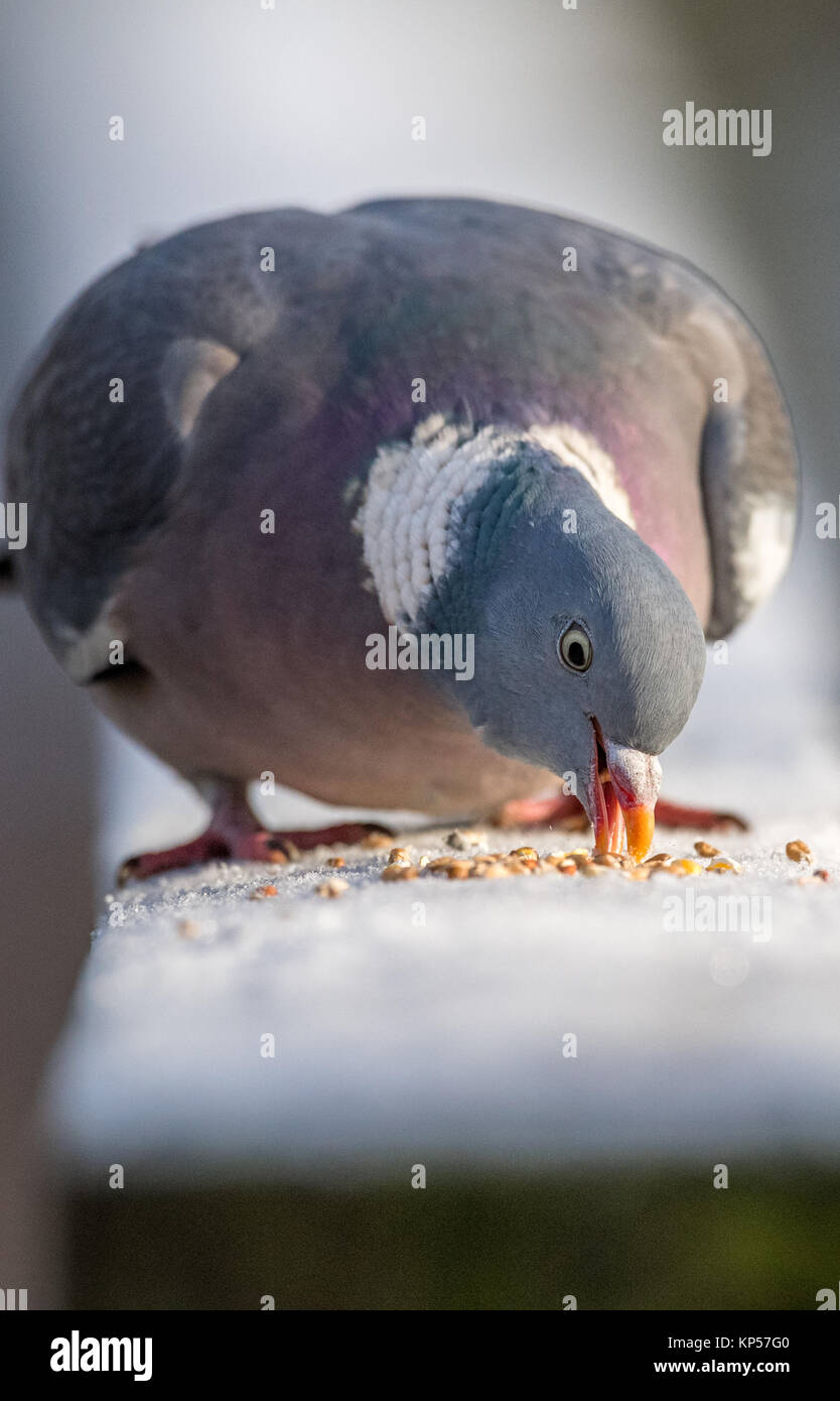 Adult Wood Pigeon eating seeds on a snow covered wooden rail Stock ...