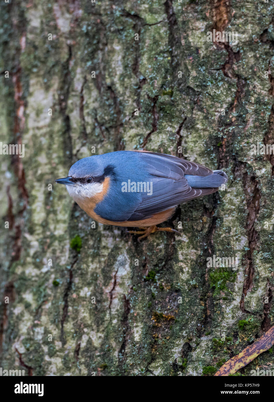 Nuthatch perched on the side of a tree trunk Stock Photo - Alamy