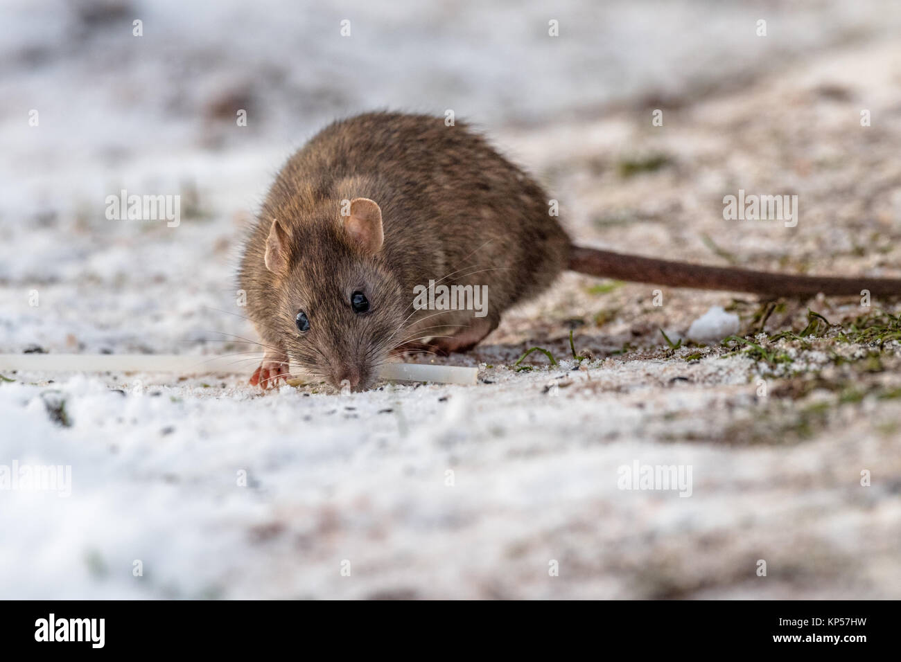 Brown rat eating hi-res stock photography and images - Alamy