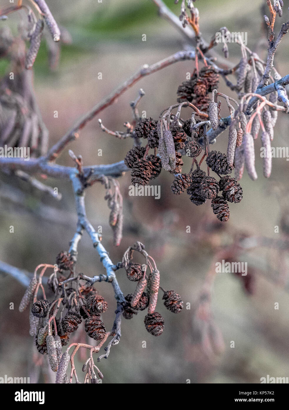 The seed heads and flowers of Alder tree Stock Photo - Alamy