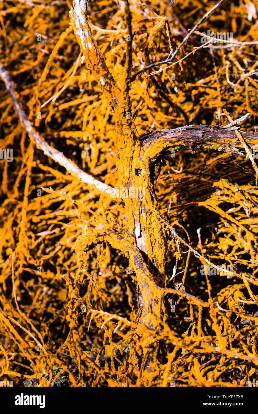 Terrestrial algae hi-res stock photography and images - Alamy