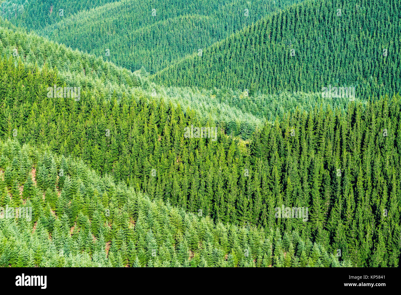 New zealand pine logging hi-res stock photography and images - Alamy