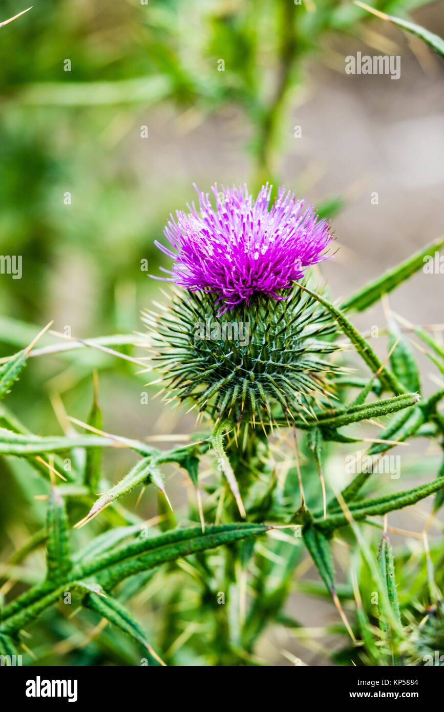 Flower of Silybum marianum Stock Photo - Alamy