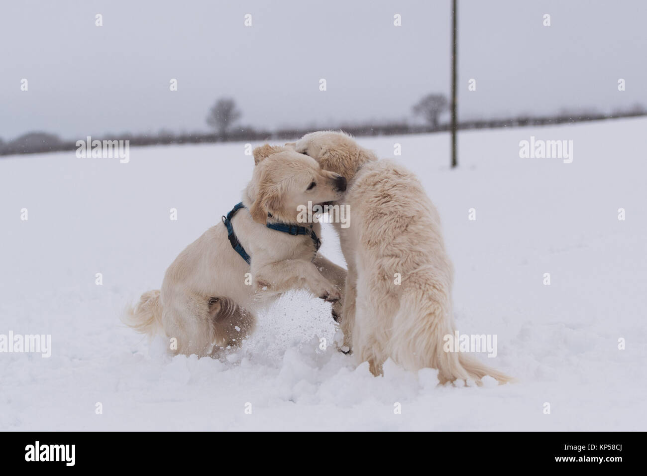 Two golden retrievers play-fighting in the snow in Hertfordshire ...