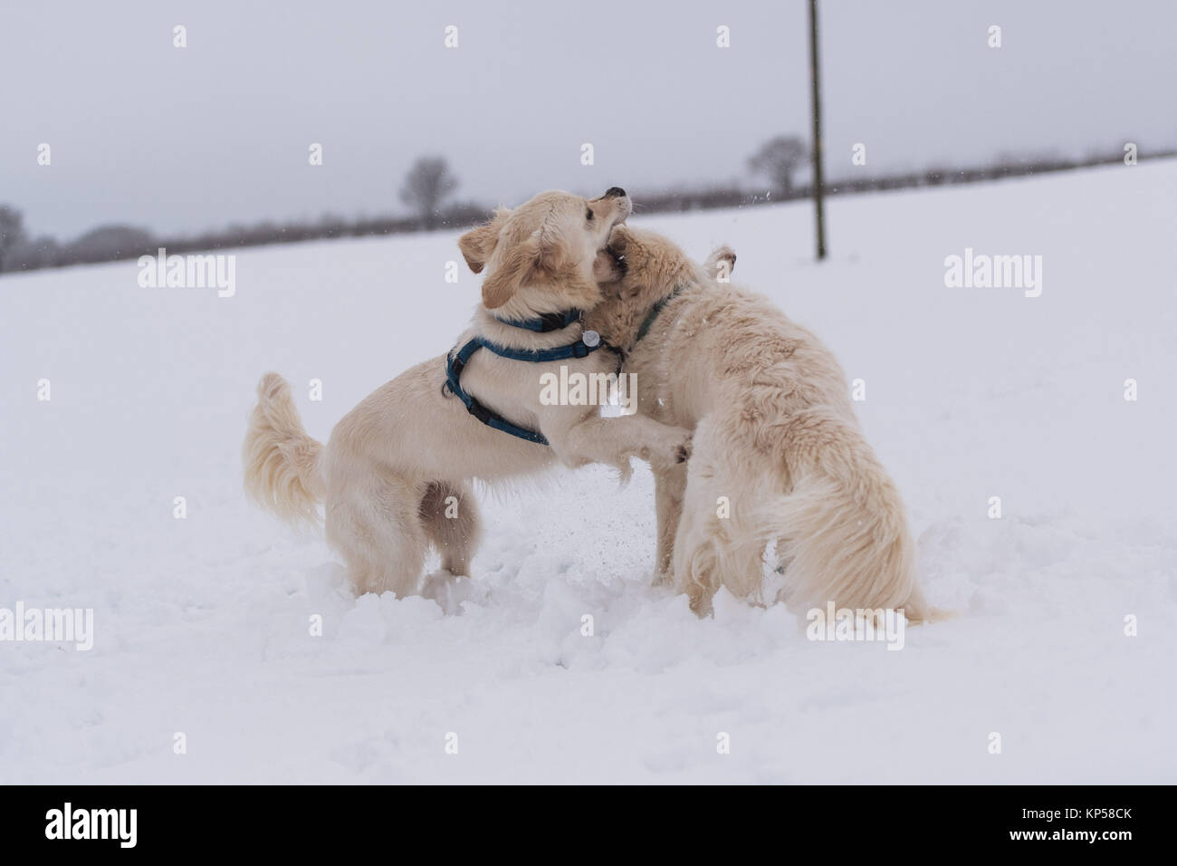 Two golden retrievers play-fighting in the snow in Hertfordshire ...