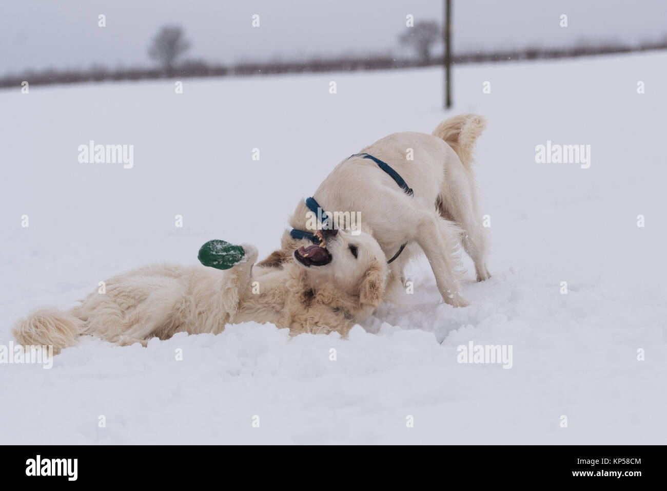 Dogs Playfighting High Resolution Stock Photography and Images - Alamy