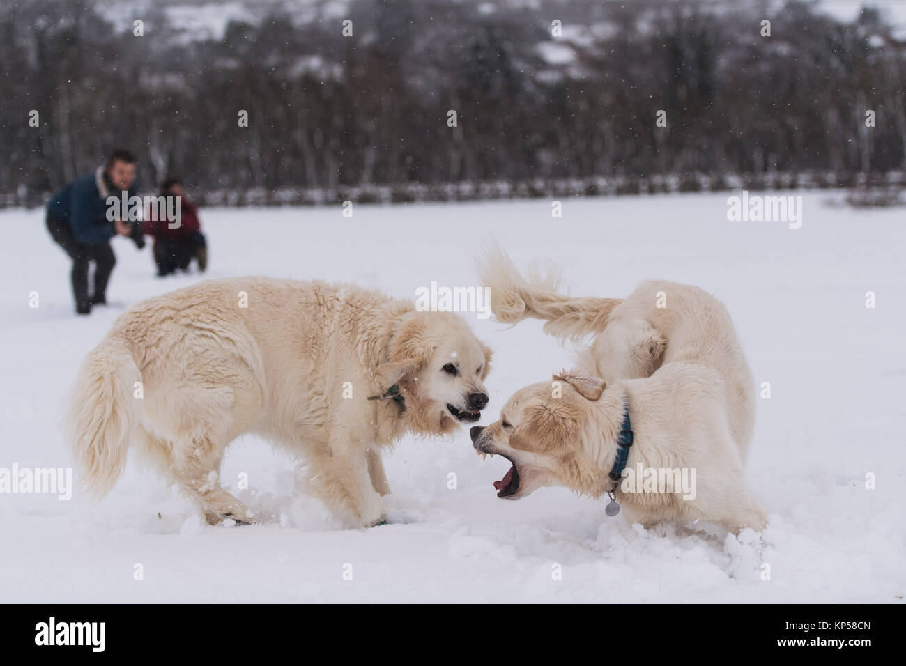 Dogs Playfighting High Resolution Stock Photography and Images - Alamy