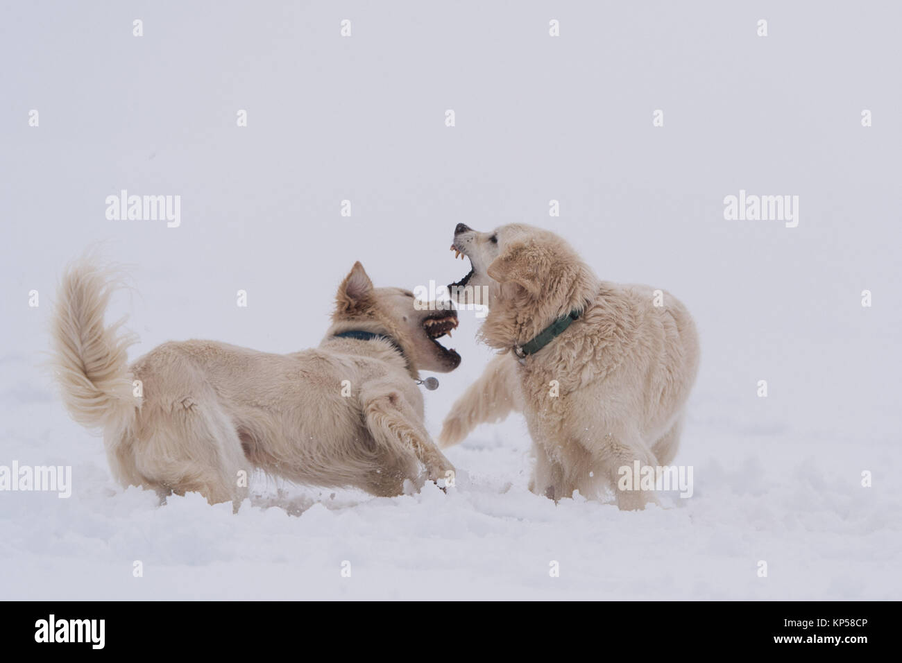 Two golden retrievers play-fighting in the snow in Hertfordshire ...