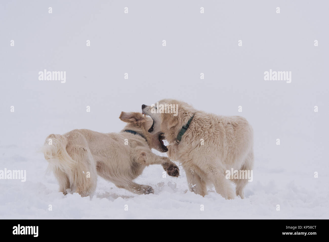 Two golden retrievers play-fighting in the snow in Hertfordshire ...