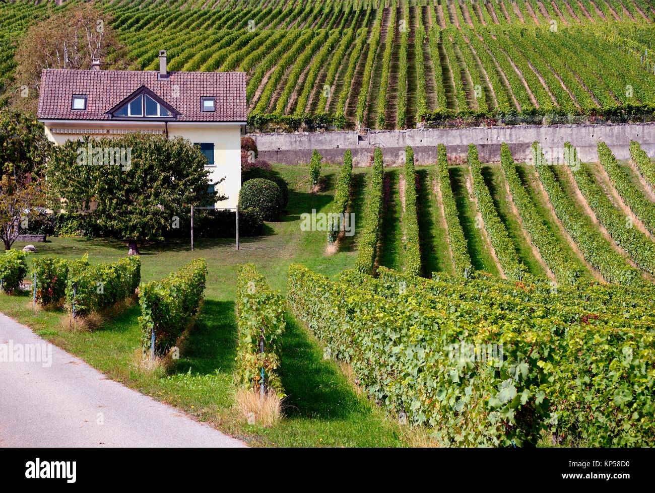 Fechy vineyard hi-res stock photography and images - Alamy
