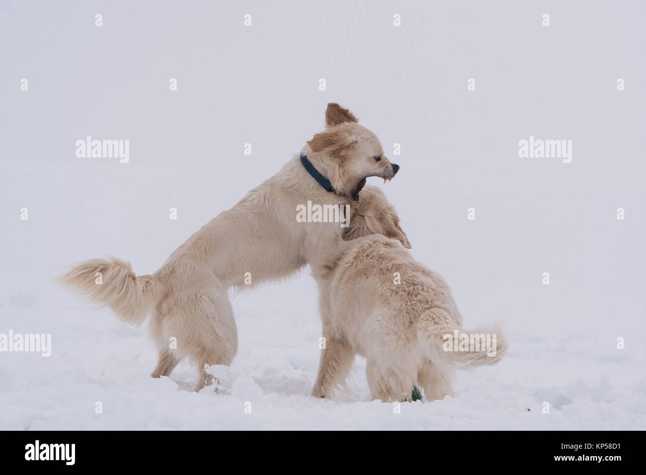 Two golden retrievers play-fighting in the snow in Hertfordshire ...