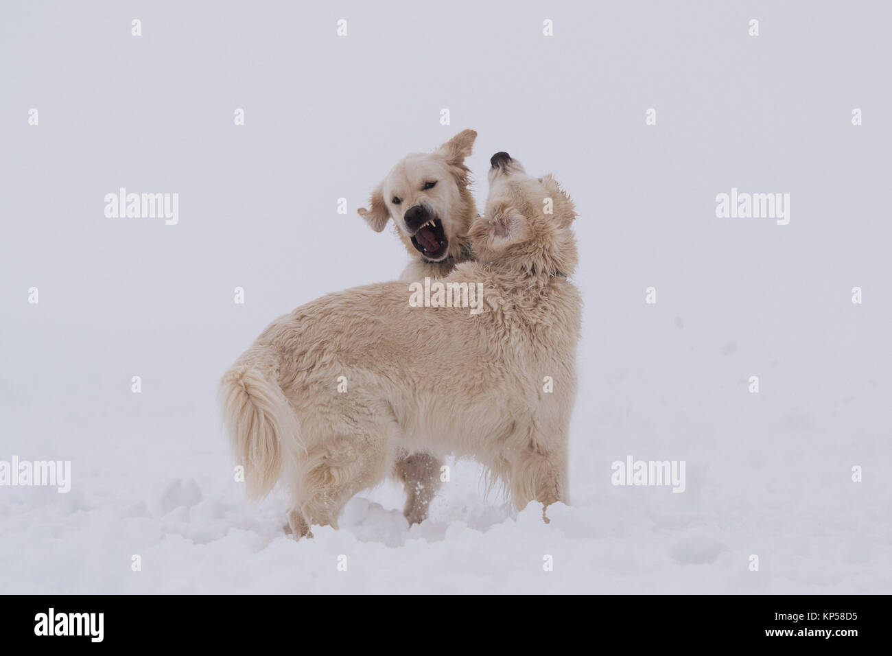 Two golden retrievers play-fighting in the snow in Hertfordshire ...
