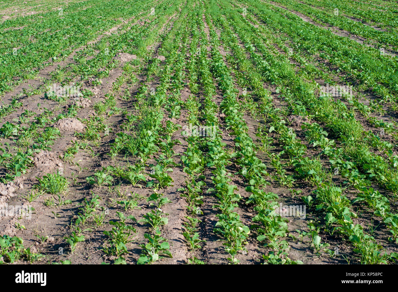 An image of rapeseed plant Stock Photo - Alamy