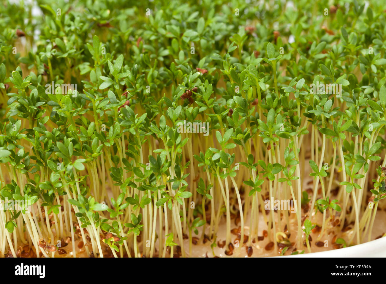 Cress seedlings isolated on white background Stock Photo - Alamy