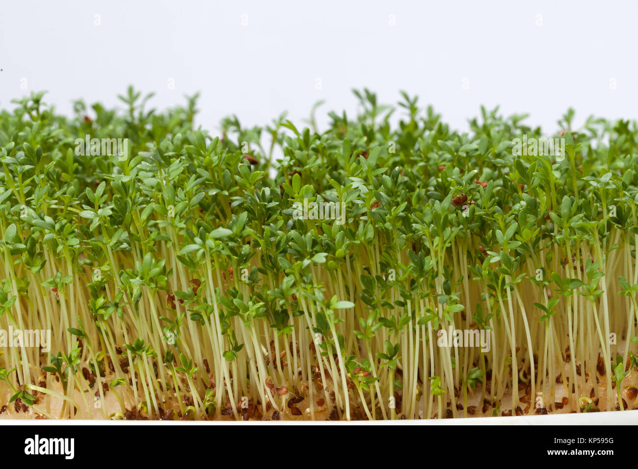 Cress seedlings isolated on white background Stock Photo - Alamy