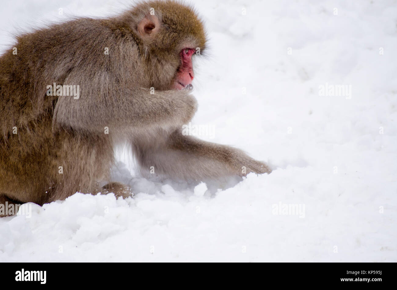 Japanese Macaque Snow Monkeys by Hot Springs Stock Photo - Alamy