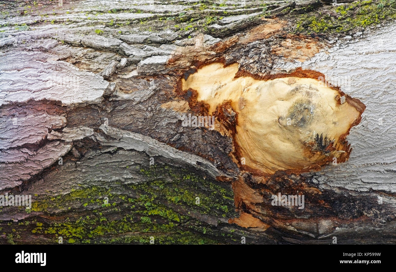 Close up of textured bark and green fungus on a Tree Stock Photo - Alamy