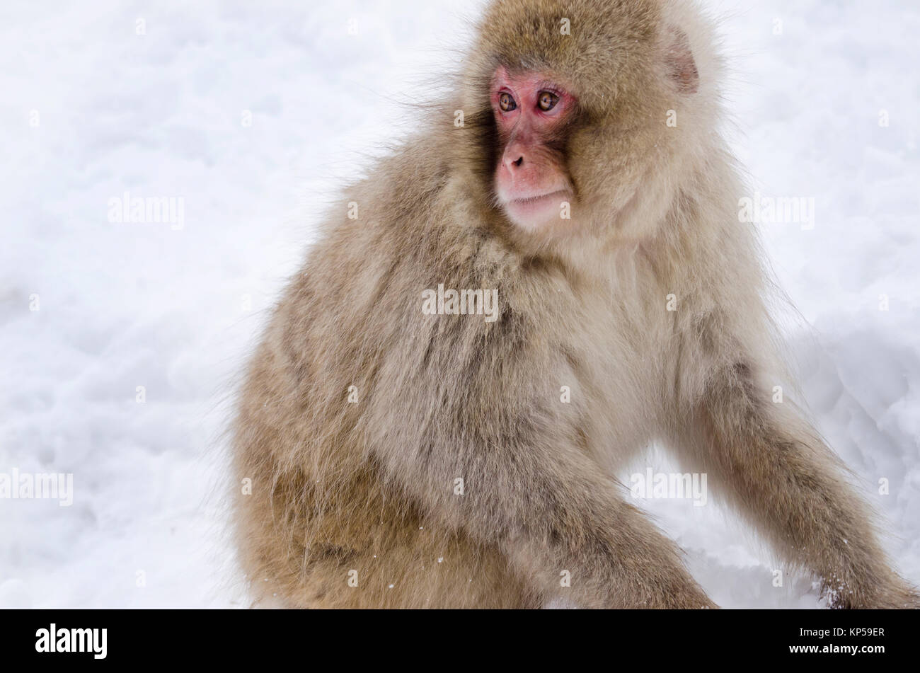 Japanese Macaque Snow Monkeys by Hot Springs Stock Photo - Alamy