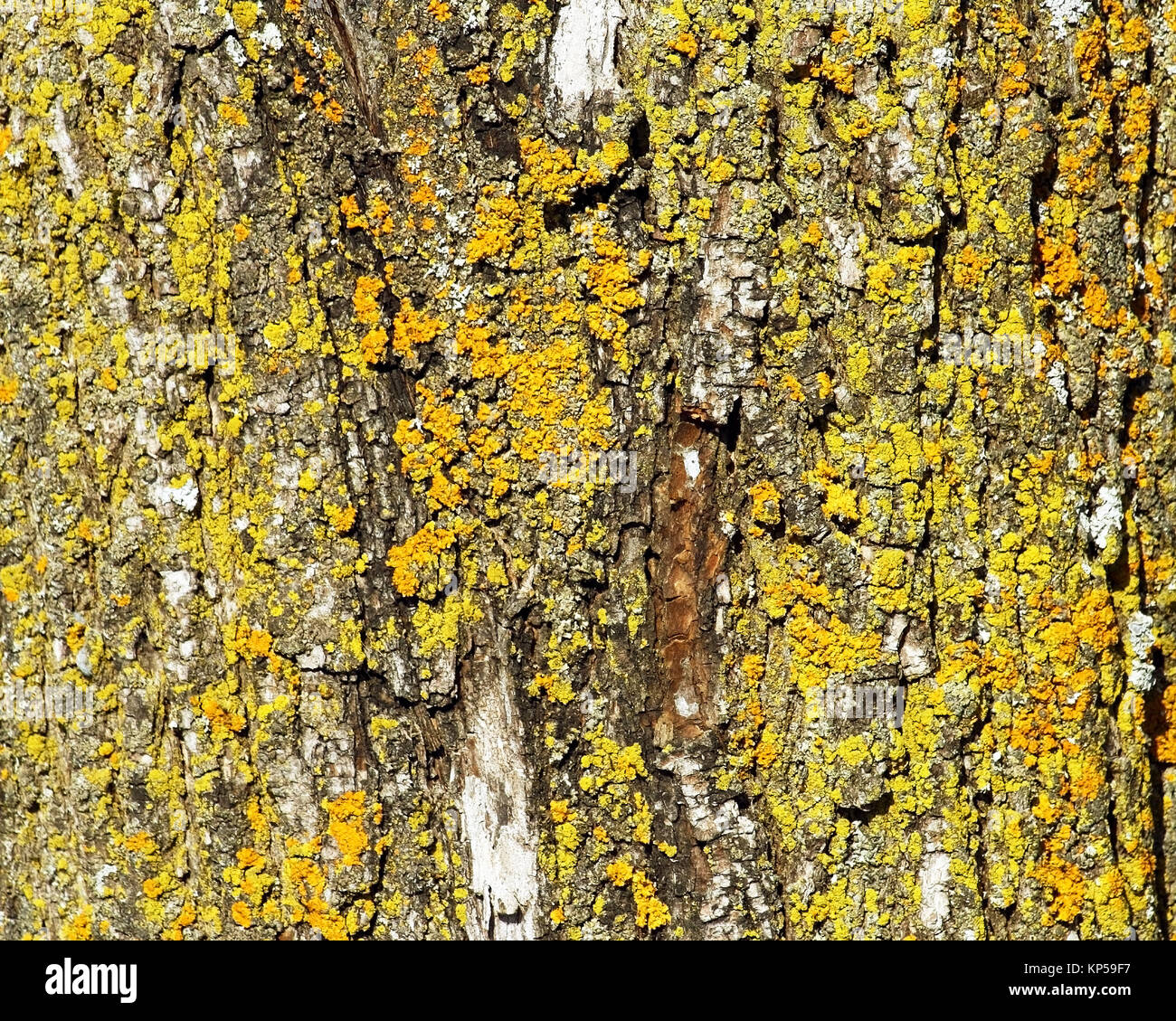 Close up of Rust and Fungus covering Tree Bark Stock Photo - Alamy