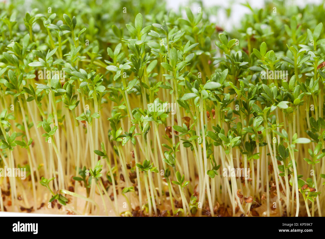 Cress seedlings isolated on white background Stock Photo - Alamy