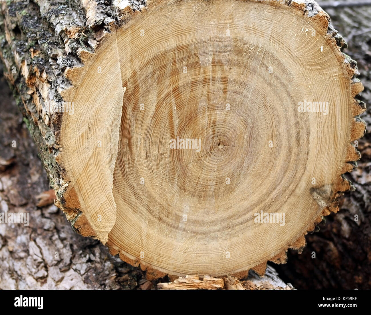 Close up of a sawed tree showing the tree rings inside Stock Photo - Alamy
