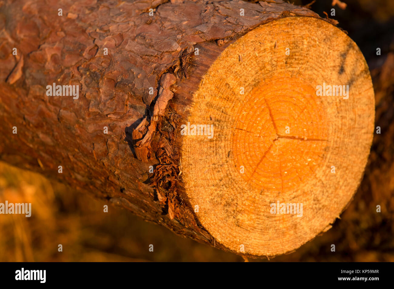 German woodcarving hi-res stock photography and images - Alamy