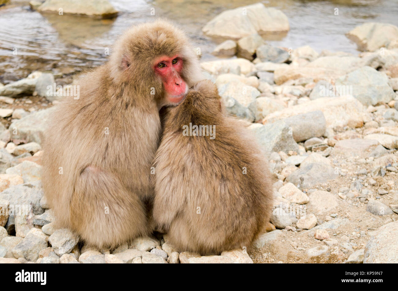 Japanese Macaque Snow Monkeys by Hot Springs Stock Photo - Alamy