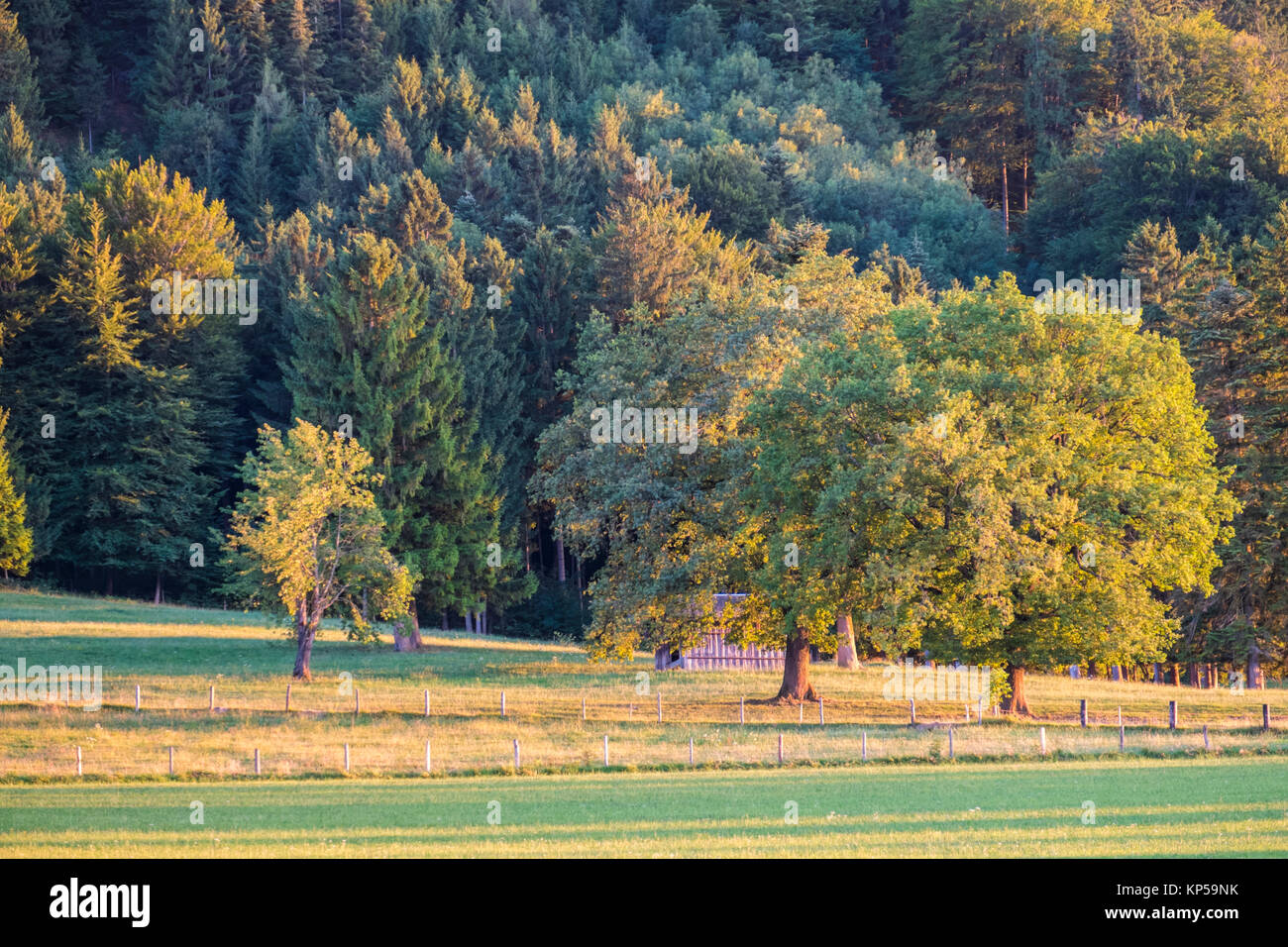copse in bernau,chiemgau,bayern,germany Stock Photo - Alamy
