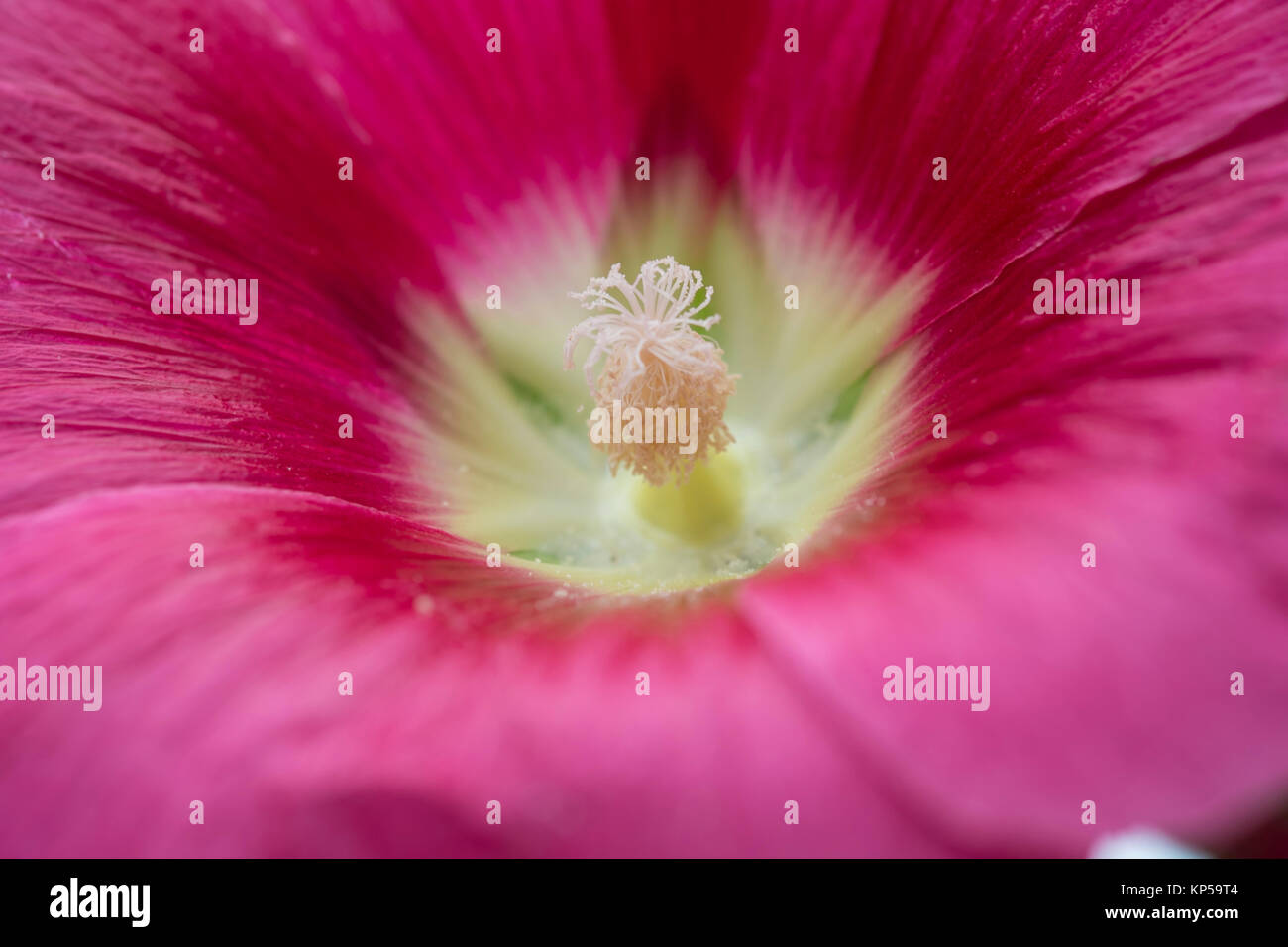 flower on frauenchiemsee,chiemgau,bayern,germany Stock Photo - Alamy