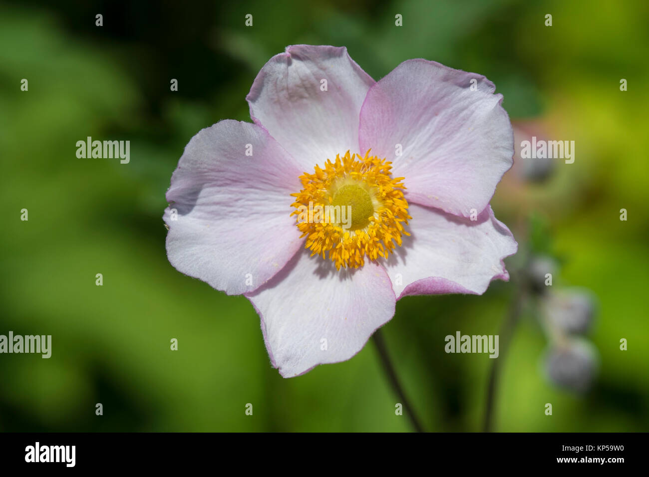 flower on frauenchiemsee,chiemgau,bayern,germany Stock Photo - Alamy