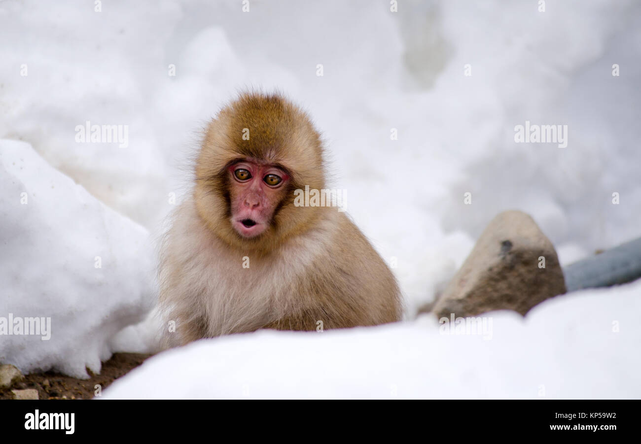 Japanese Macaque Snow Monkeys by Hot Springs Stock Photo - Alamy