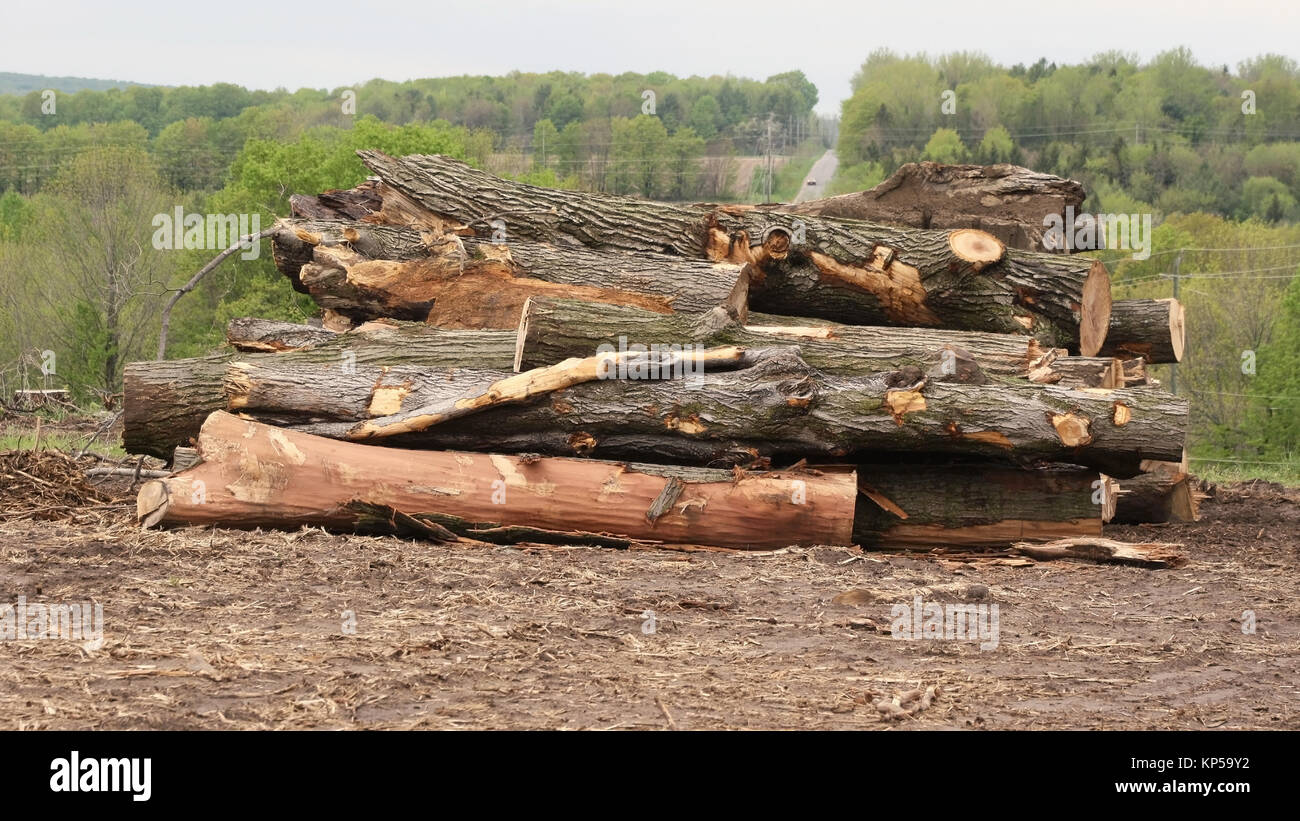 Trees that have been felled and cut into logs to clear land for new ...