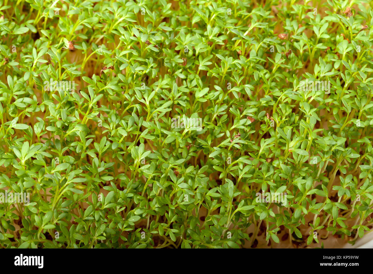 Cress seedlings isolated on white background Stock Photo - Alamy