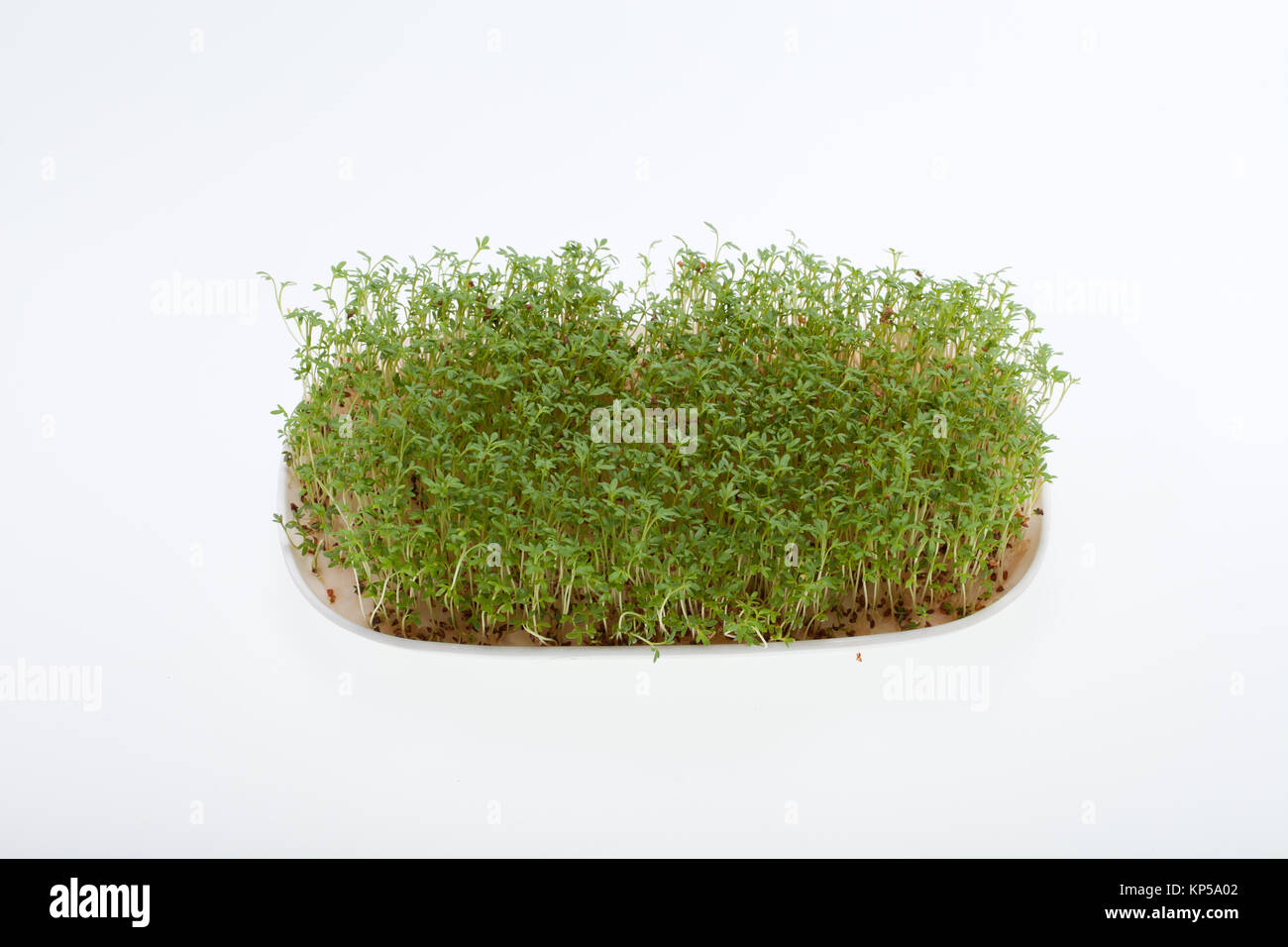 Cress seedlings isolated on white background Stock Photo - Alamy