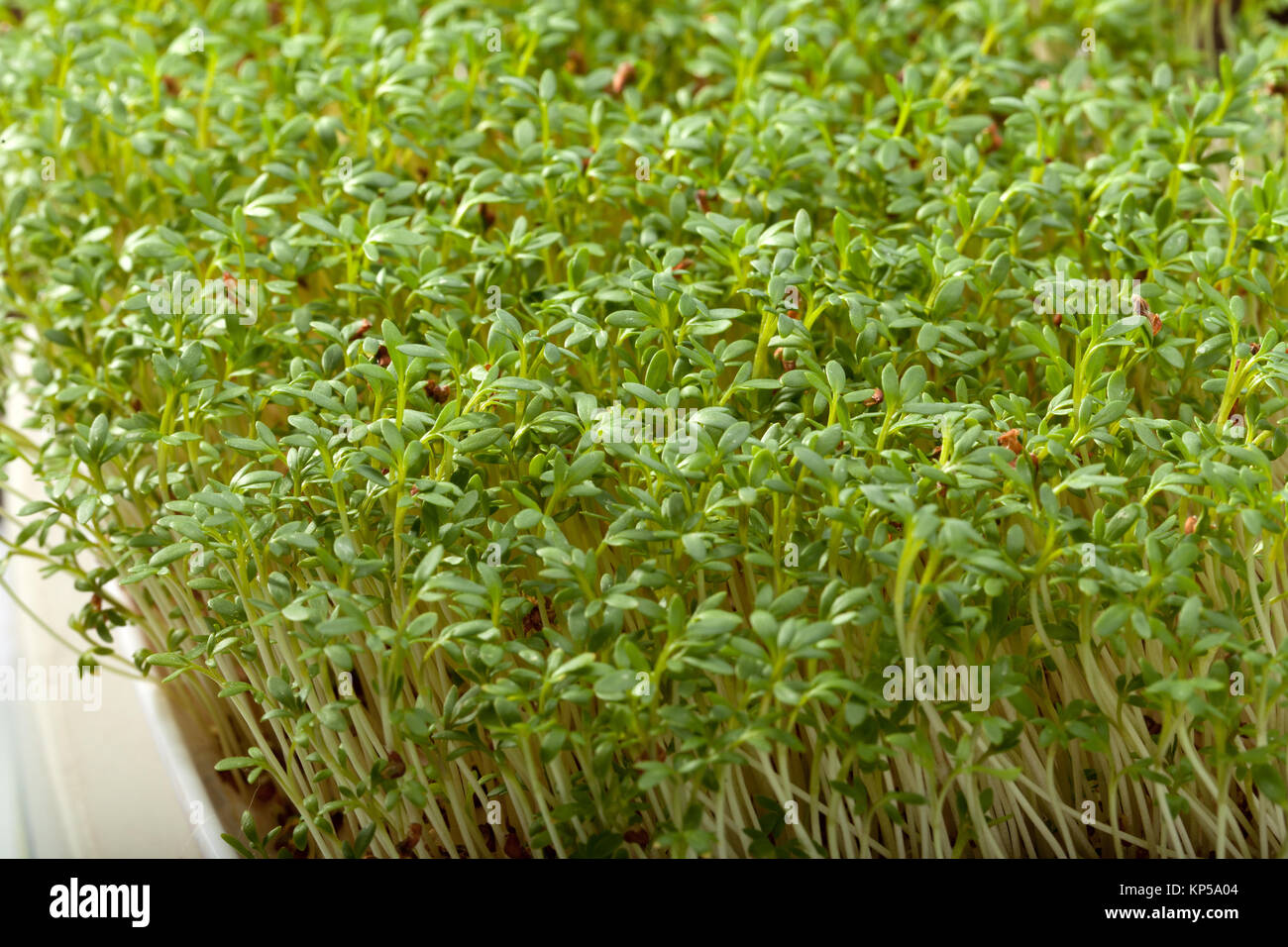 Cress seedlings isolated on white background Stock Photo - Alamy